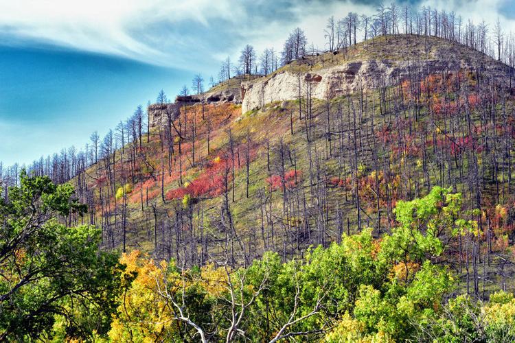 Visiting a unique treasure — Nebraska's National Forest