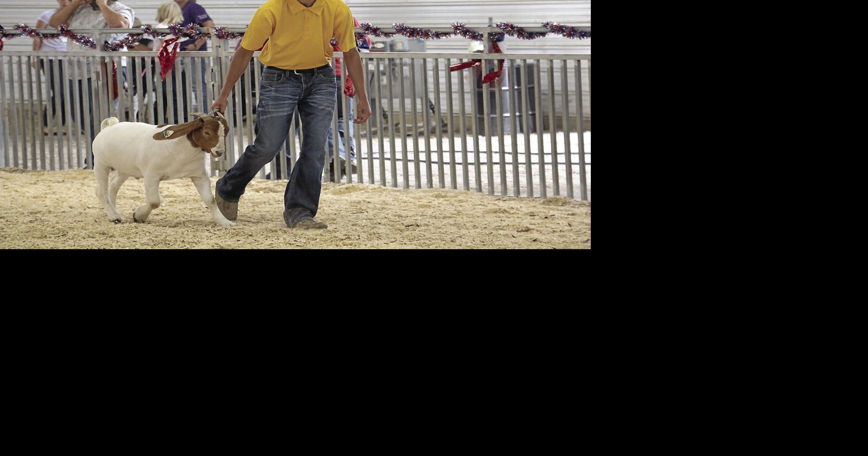 PHOTOS: Goat Showmanship