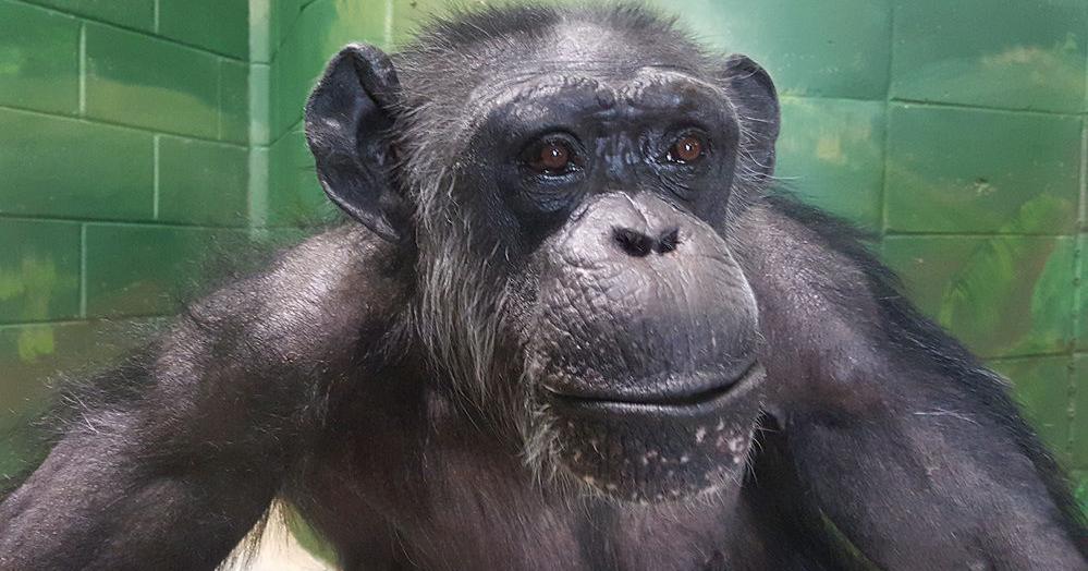 Zoo mourns the passing of beloved chimpanzee Sarah