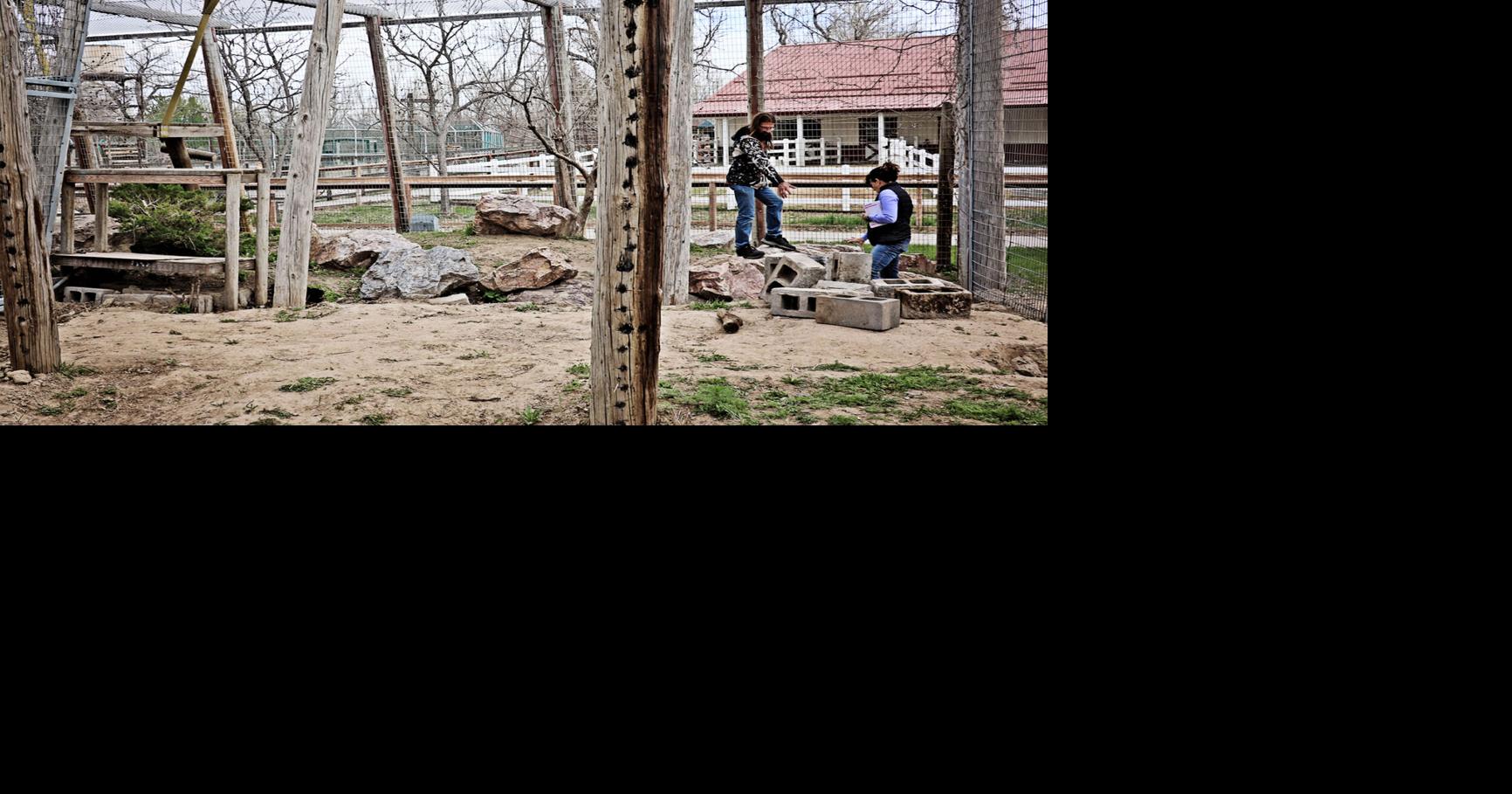 Pumas could move into Riverside zoo by this summer