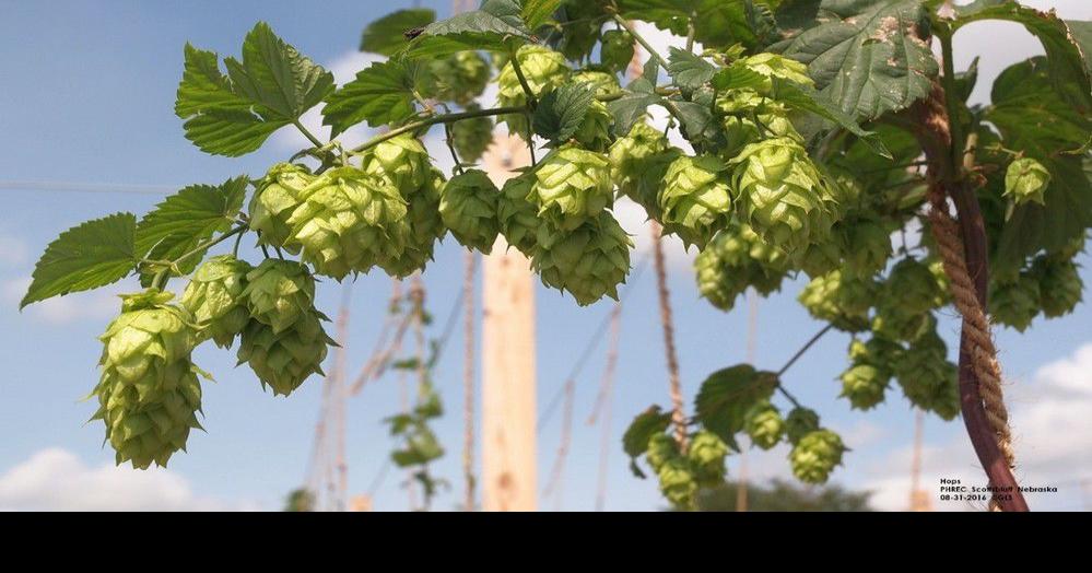 Panhandle center explores growing hops in the region