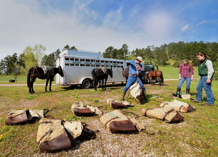Powerful pack mules do the heavy lifting on Forest Service wilderness ...
