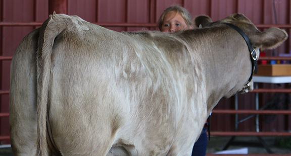 Beef show main attraction at Morrill County fair