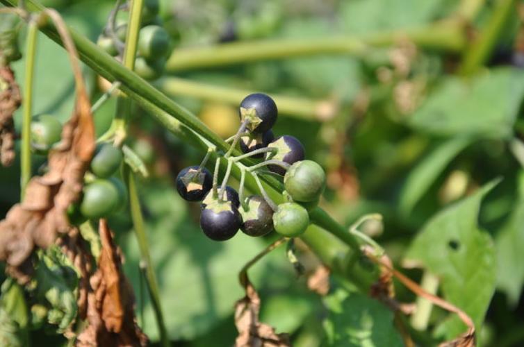 COLUMN: The fading tradition of the German blackberry