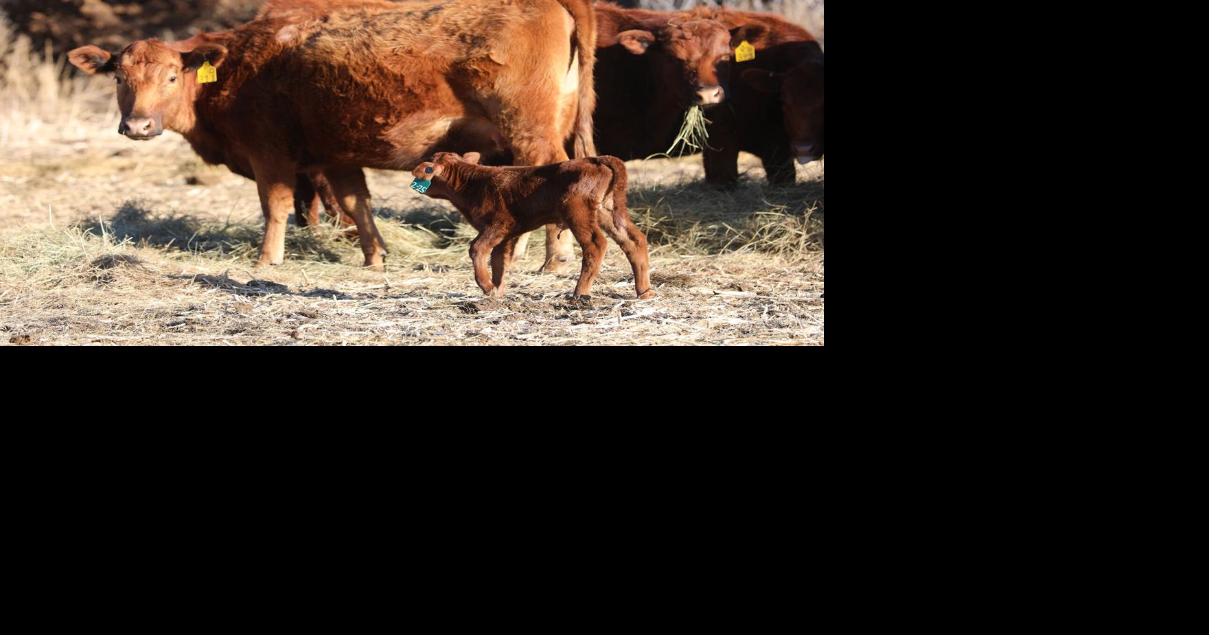 Below breed average bulls may be better