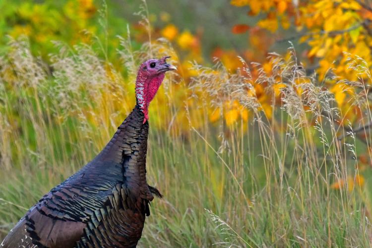 Visiting a unique treasure — Nebraska's National Forest