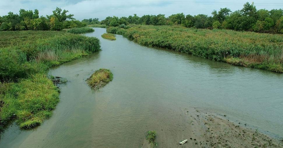 Phragmites: Invasive species in Nebraska