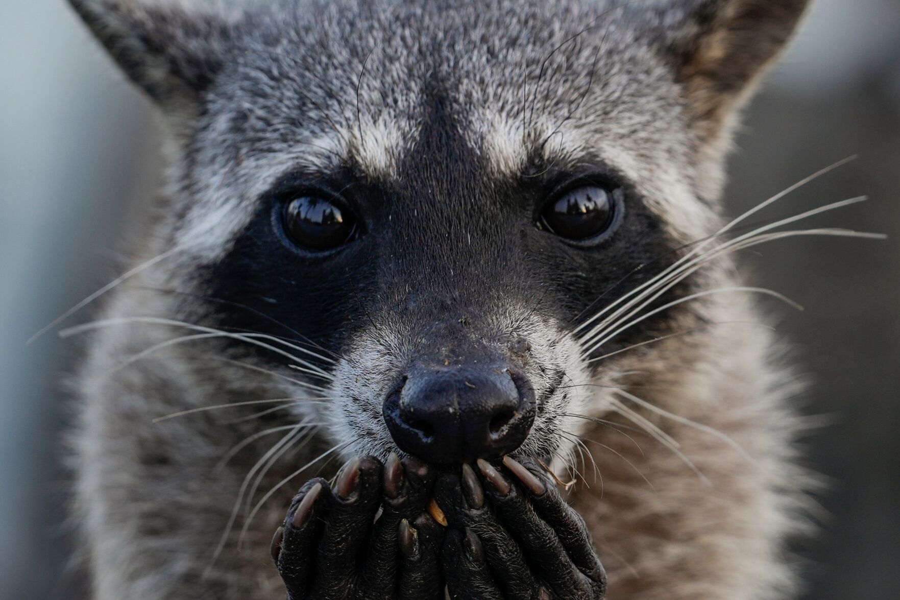 Fragile, fierce and fleeting: AP’s best animal and nature photos of 2025