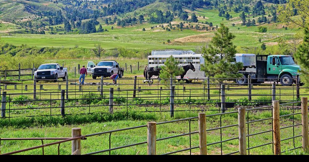 Powerful pack mules do the heavy lifting on Forest Service wilderness ...