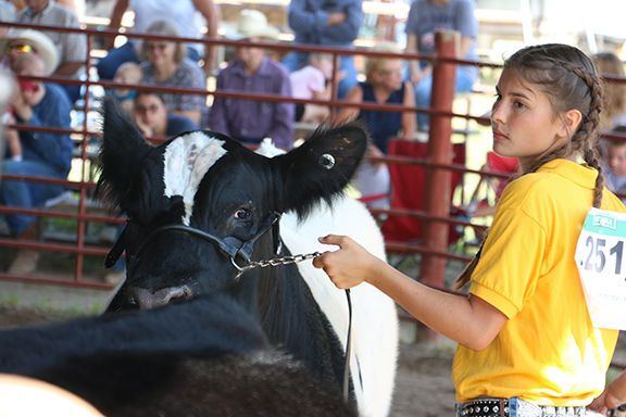 Beef show main attraction at Morrill County fair