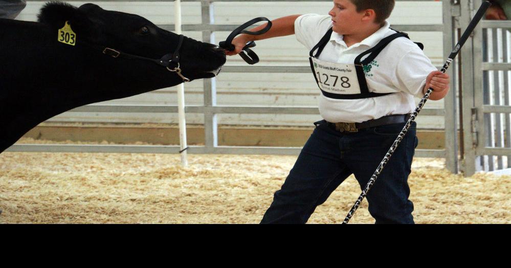 Cattle on display at showmanship contest