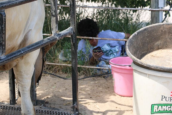 Beef show main attraction at Morrill County fair