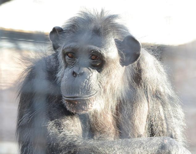 Zoo mourns the passing of beloved chimpanzee Sarah