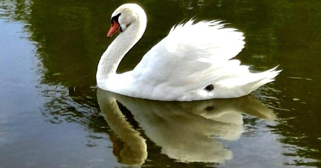 Residents hope to raise funds for new swan to grace pond