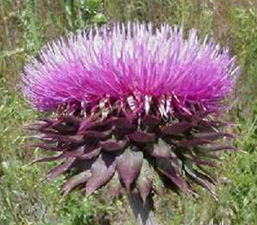 Spring management of biennial, perennial noxious weeds a must | Farm ...