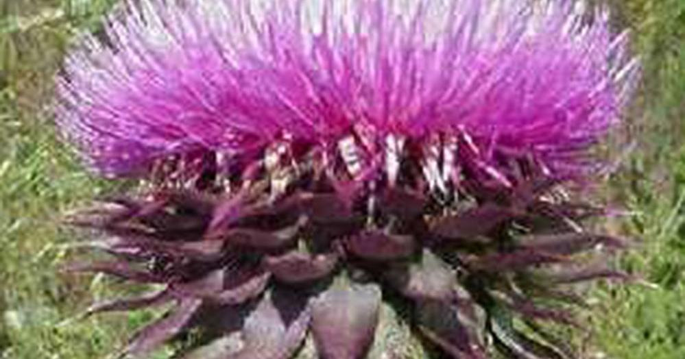 Spring management of biennial, perennial noxious weeds a must