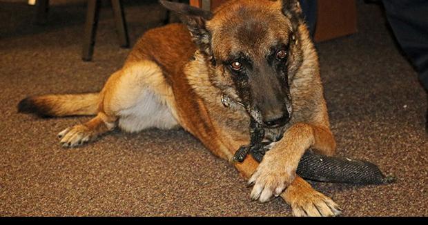 Scottsbluff K-9 Riki will live out his dog days in retirement