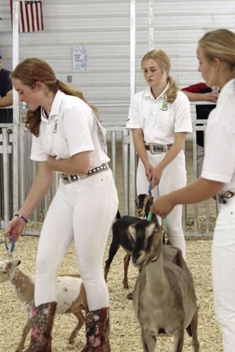 4-H'ers compete for dairy goat showmanship titles