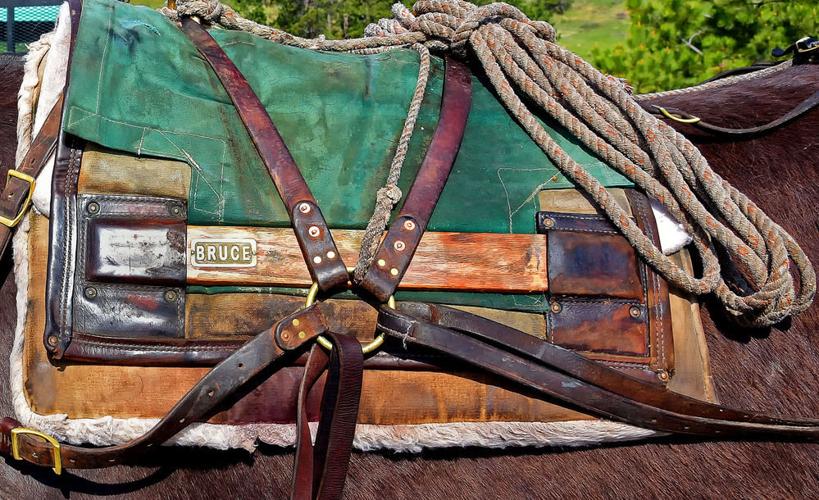 Powerful pack mules do the heavy lifting on Forest Service wilderness ...