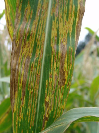 Bacterial Leaf Streak - New disease reported in Nebraska corn