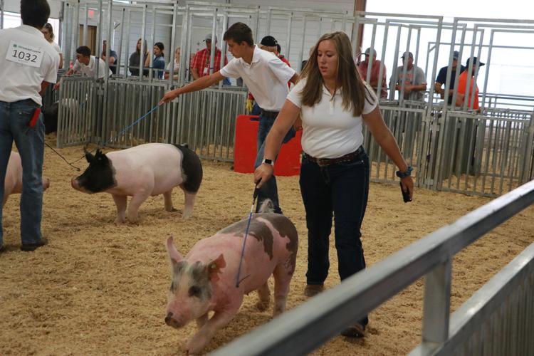 Swine showman exhibits excellence in the ring