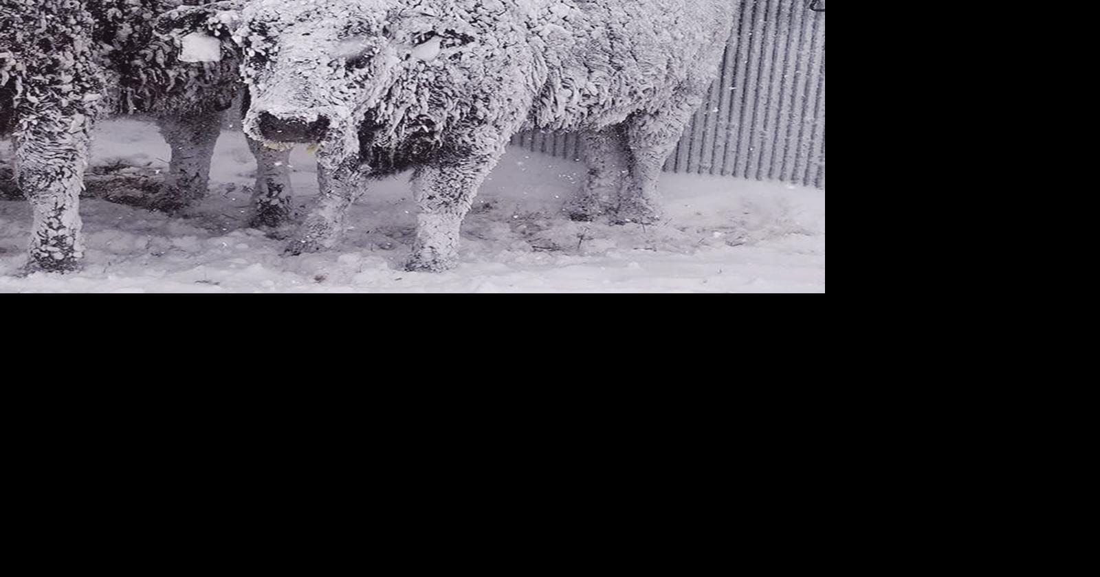 Local vet estimates area cattle losses from blizzard to be 4,000 head