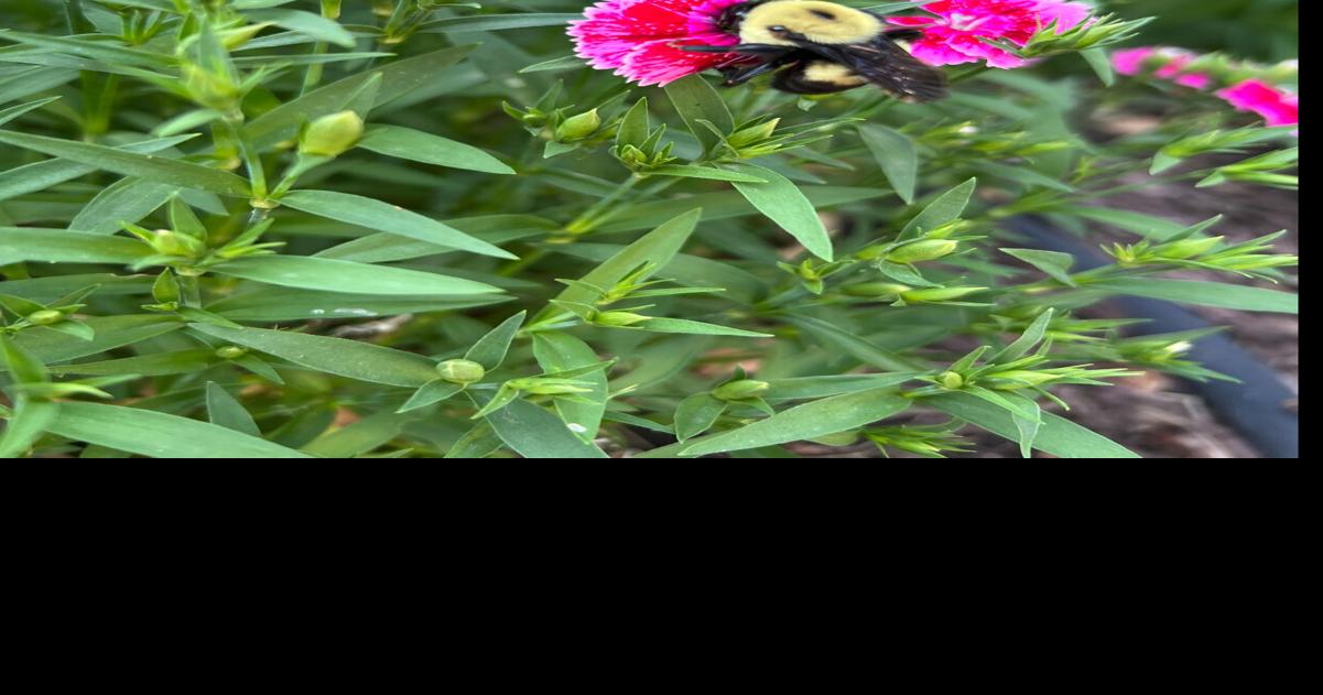 Master Gardener Tips: Know your flowers, know your pollinators
