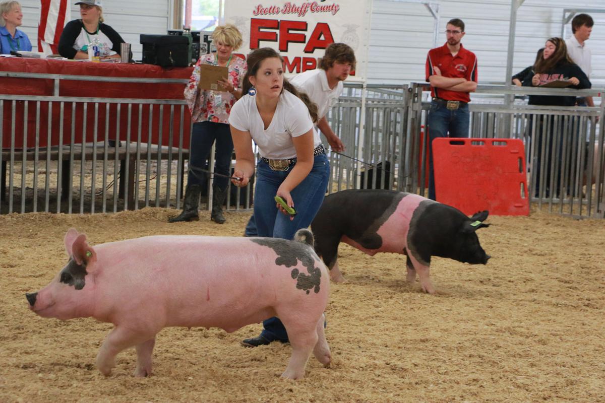 Swine showman exhibits excellence in the ring | Sport | starherald.com