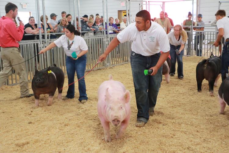 Swine showman exhibits excellence in the ring