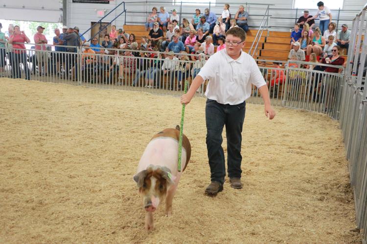 Swine showman exhibits excellence in the ring