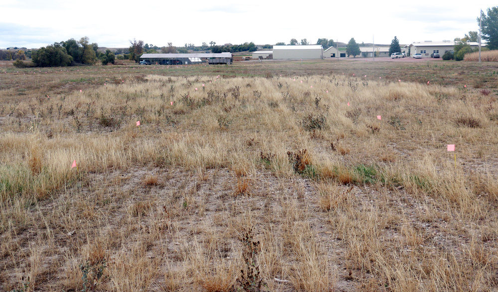 SAREC experiments with biochar | Farm and Ranch | starherald.com