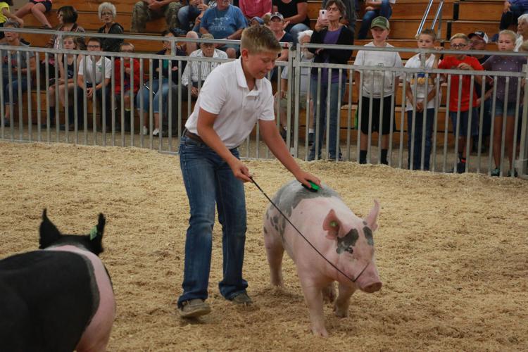 Swine showman exhibits excellence in the ring