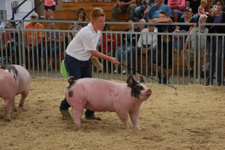 Swine showman exhibits excellence in the ring