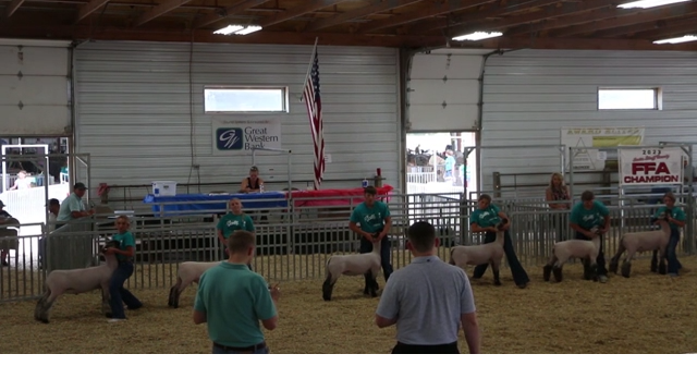 County Fair Animal Shows