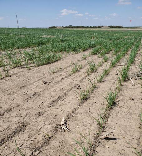 Panhandle Perspective: Western Nebraska winter wheat sees effects of tough winter