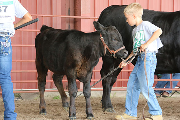 Beef show main attraction at Morrill County fair
