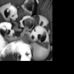 Labranard puppies 8 female, 1 male. 6 weeks old. Dew