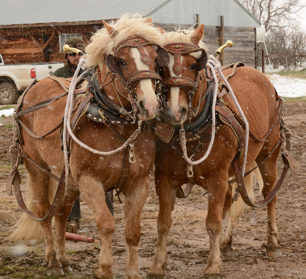University of Wyoming college of agriculture draft horses pull past ...