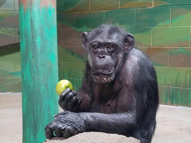 Zoo mourns the passing of beloved chimpanzee Sarah