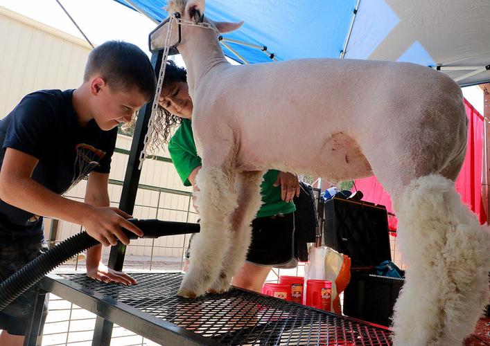 4-Hers prepare for sheep showmanship
