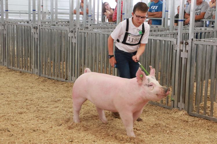 Swine showman exhibits excellence in the ring