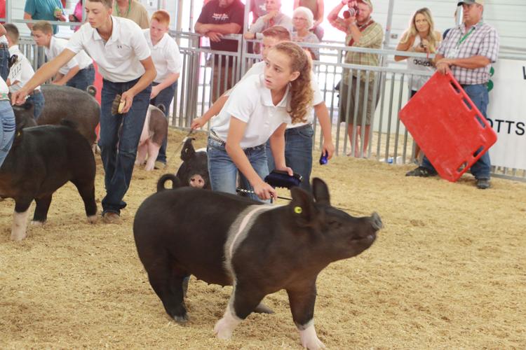 Swine showman exhibits excellence in the ring