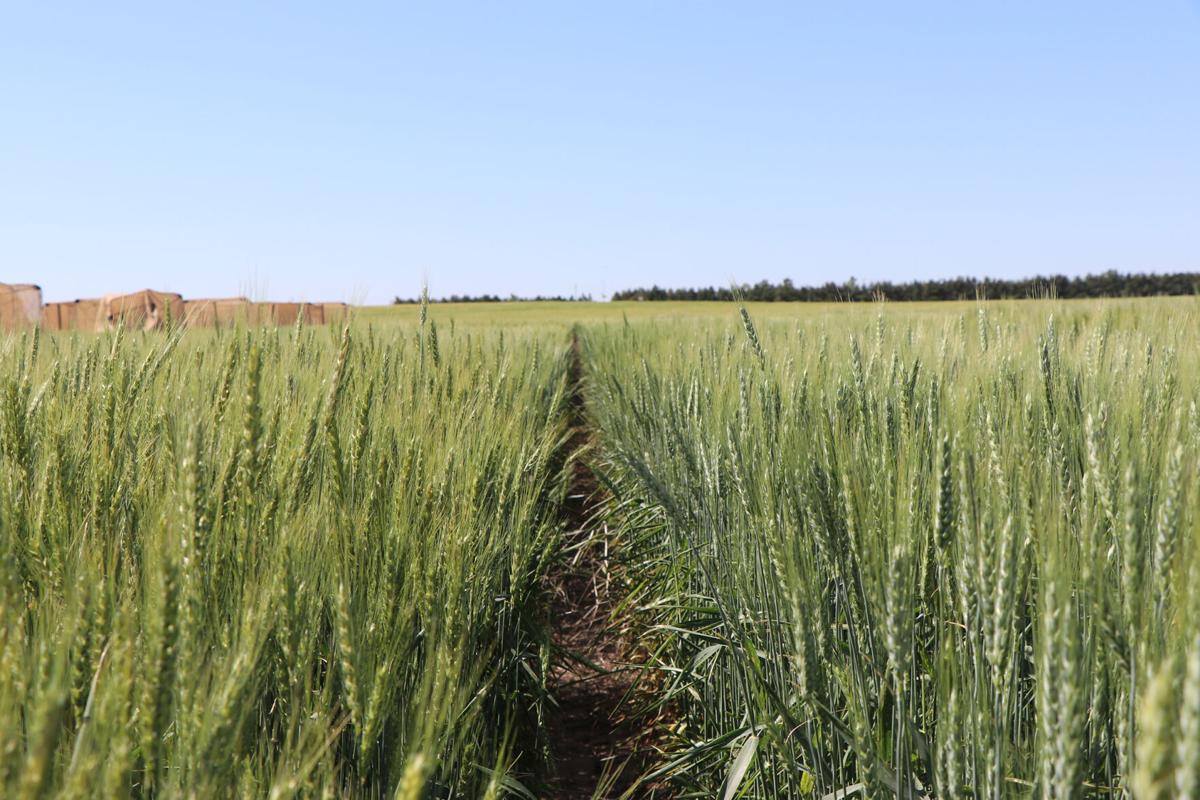 Roots of Progress: The hybrid wheat journey continues