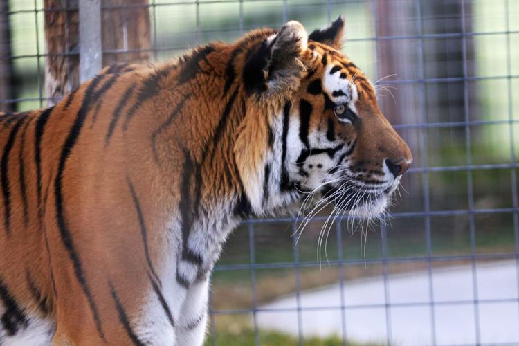 When the temperature drops, how do the Riverside zoo animals fare?