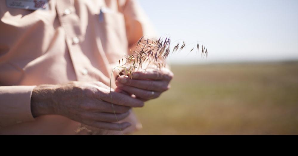 Registration open for virtual invasive grass workshop
