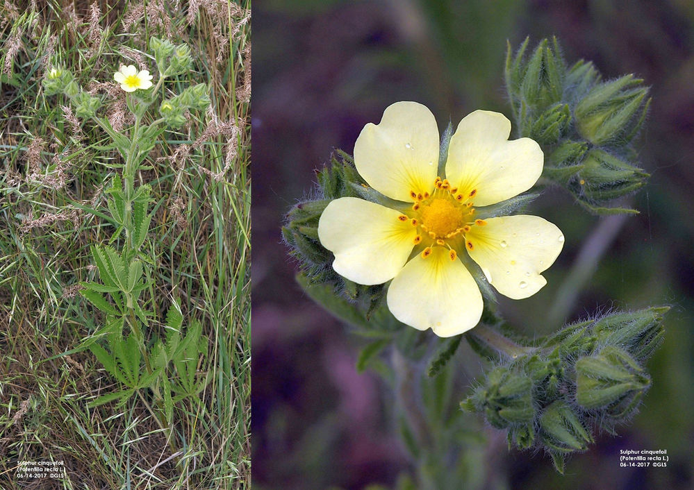 PANHANDLE PERSPECTIVES: Sulfur cinquefoil – invasive species in western ...