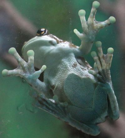 Watching frogs: FrogWatch looking for volunteers for citizen scientist ...