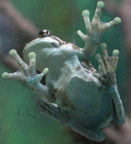 Watching frogs: FrogWatch looking for volunteers for citizen scientist ...