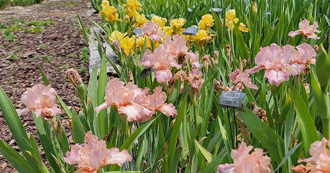 Irises ready for annual show on June 3-4