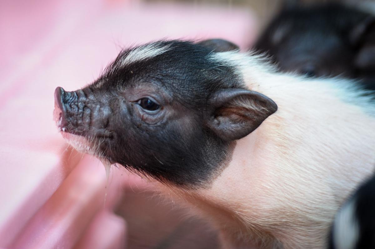Texas Tiny Pigs visit downtown Plano | Plano Star Courier ...